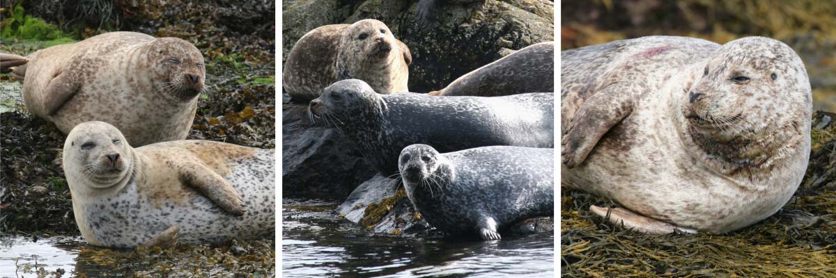 Seaprobe Atlantis | Underwater Boat Trips Isle of Skye, Scotland.