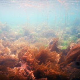 Photo Gallery | Seaprobe Atlantis Boat Trips | Isle of Skye