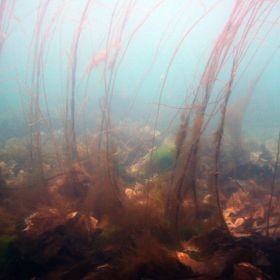 Photo Gallery | Seaprobe Atlantis Boat Trips | Isle of Skye